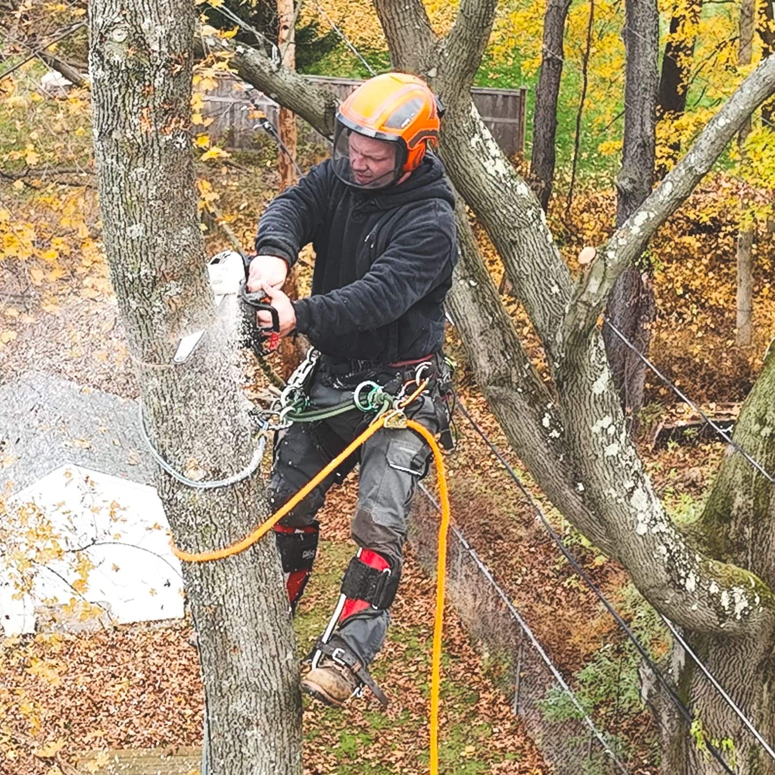 Land Clearing - Advantage Tree Service